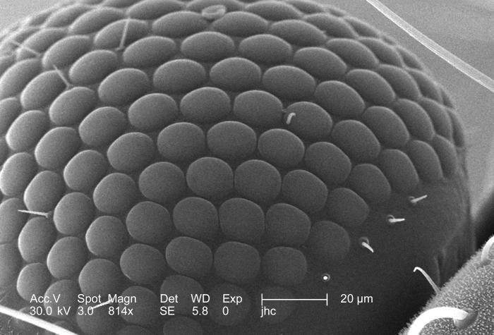 Bugs Eye Optometrist View on Things - Harmony EyeCare Center | Dr ...